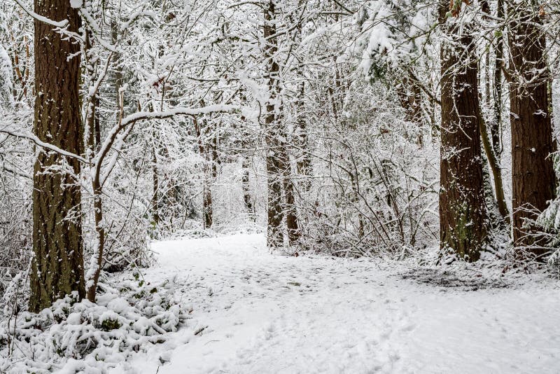 Snow Covered Path in a Wooded Winter Landscape Stock Photo - Image of ...