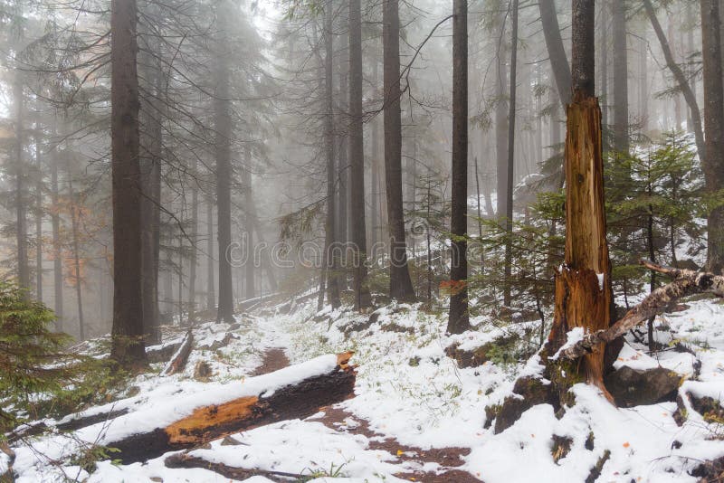 Snow-covered Path in the Woods in the Fog Stock Photo - Image of road ...