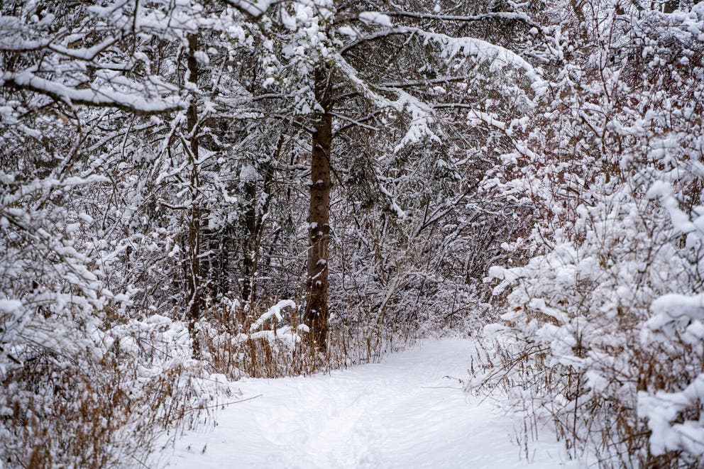 Snow-covered Pathway in a Winter Forest Stock Image - Image of ...