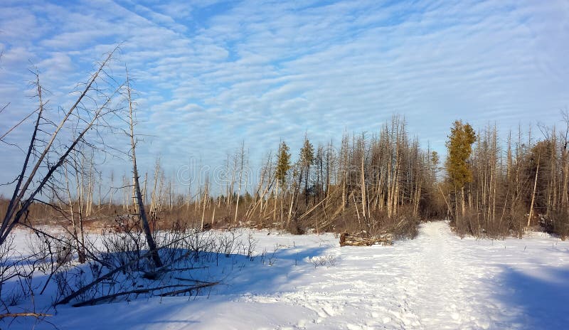 Snow-covered Pathway through the Woodlands with Tall Trees Blue Sky ...