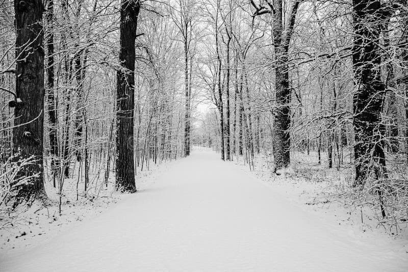 Snow-covered Pathway through the Woods Stock Photo - Image of wooded ...