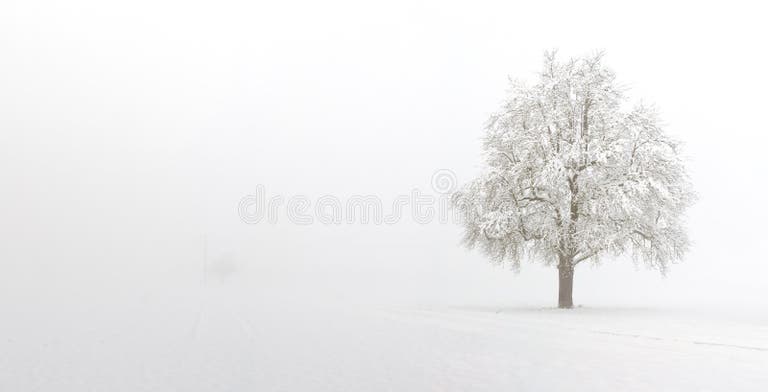 Snow covered pear tree stock image. Image of winter, bleak - 7477167