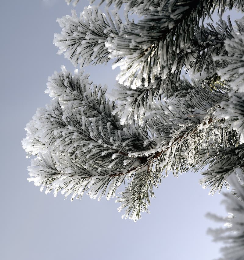 Snow covered pine branch stock photo. Image of closeup - 28819914