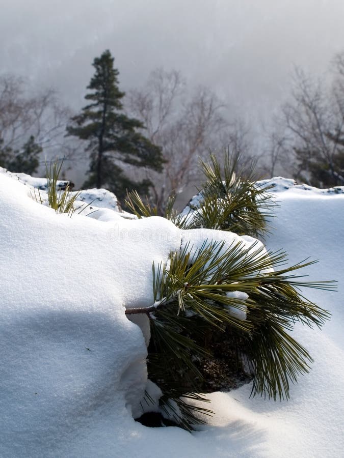 Snow covered pine branch stock photo. Image of covered - 2907666