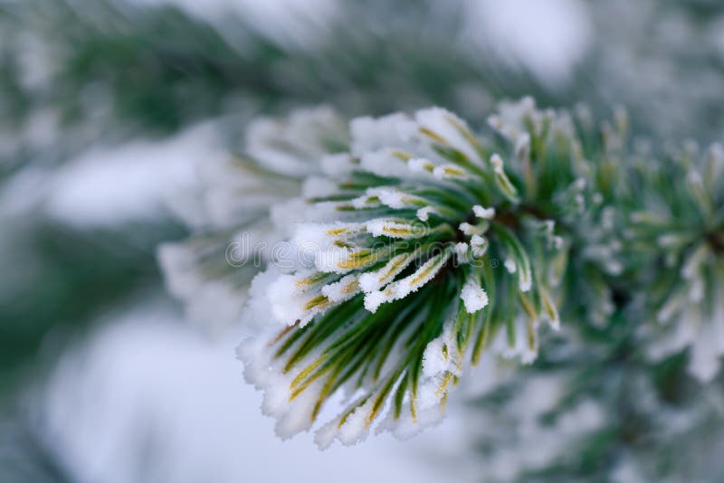 Snow-covered Pine Branch. the Background is Blurred Stock Photo - Image ...