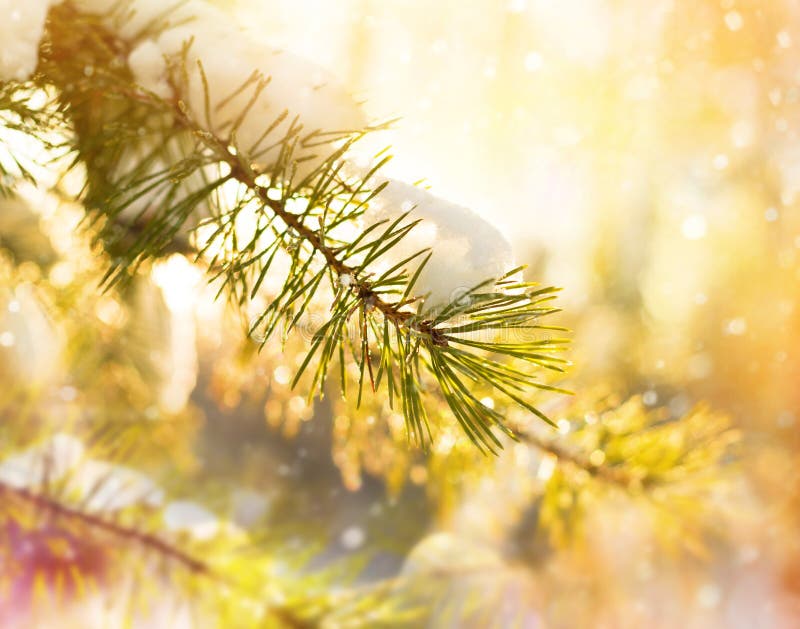 Snow-covered pine branch. stock image. Image of background - 136340539