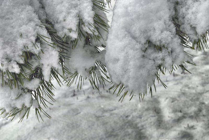 Snow covered pine branch stock photo. Image of closeup - 28819914