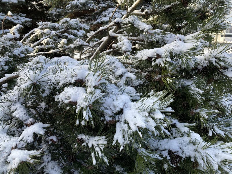 Snow Covered Pine Branches in Vilnius Stock Image - Image of weather ...