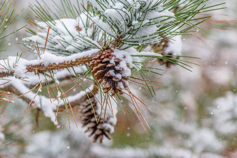 Snow covered Pine stock image. Image of december, snow - 180568787