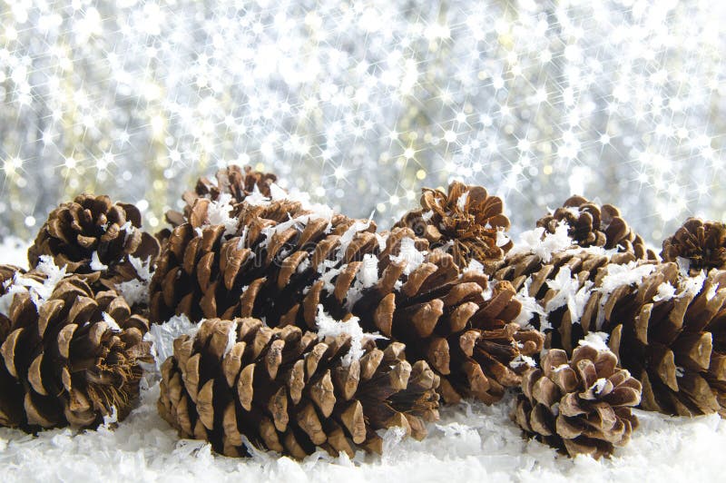 Snow covered pine cones stock image. Image of winter - 17464483