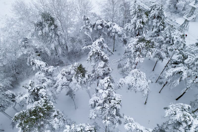 Snow-covered Pine Forest Top View from the Throne Stock Image - Image ...