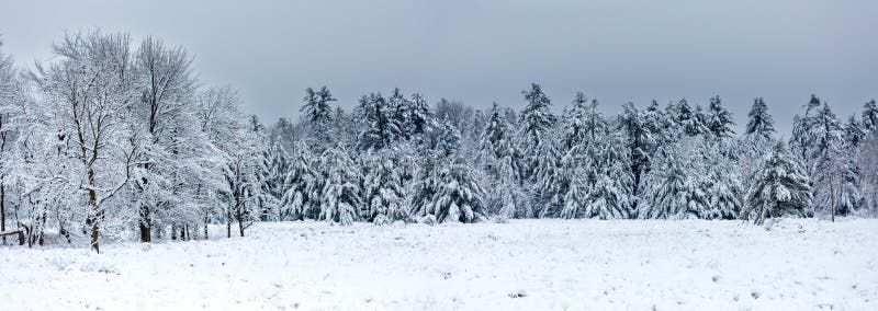 Snow Covered Pine and Hardwood Trees in Wisconsin Stock Photo - Image ...