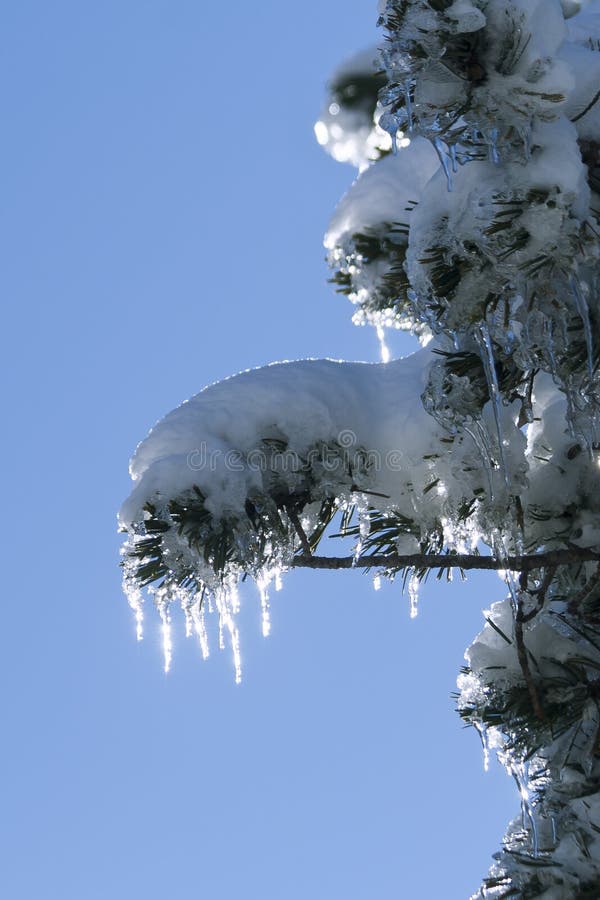 Snow Covered Pine Tree Branch Stock Photo - Image of branch, frost ...