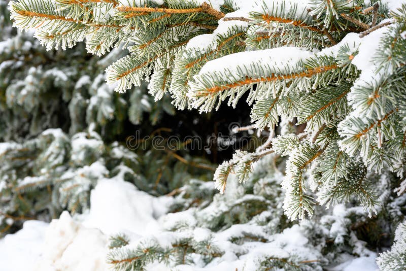 Snow-covered Pine Tree Branch at Sunset with Ice Fog. Stock Image ...