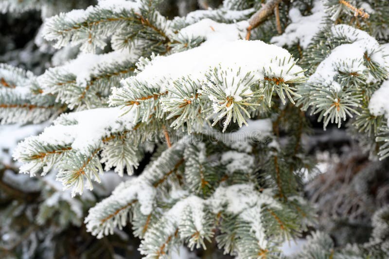 Snow-covered Pine Tree Branch at Sunset with Ice Fog. Stock Photo ...