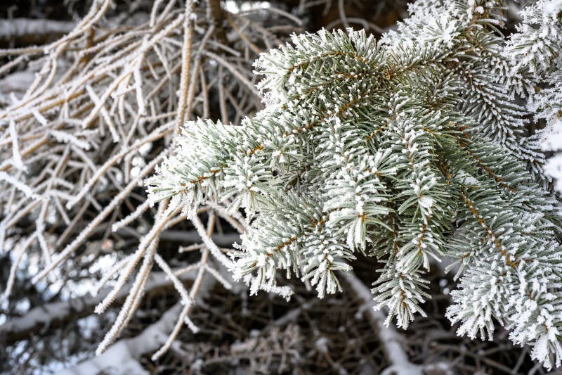 Snow-covered Pine Tree Branch at Sunset with Ice Fog. Stock Photo ...
