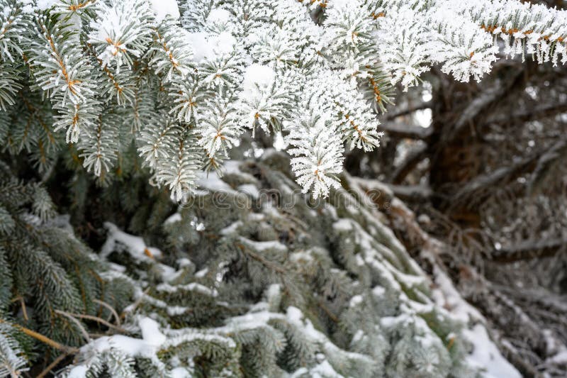 Snow-covered Pine Tree Branch at Sunset with Ice Fog. Stock Photo ...