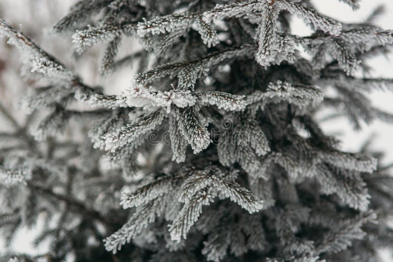 Snow Covered Pine Tree Branches Close Up Stock Image - Image of snow ...