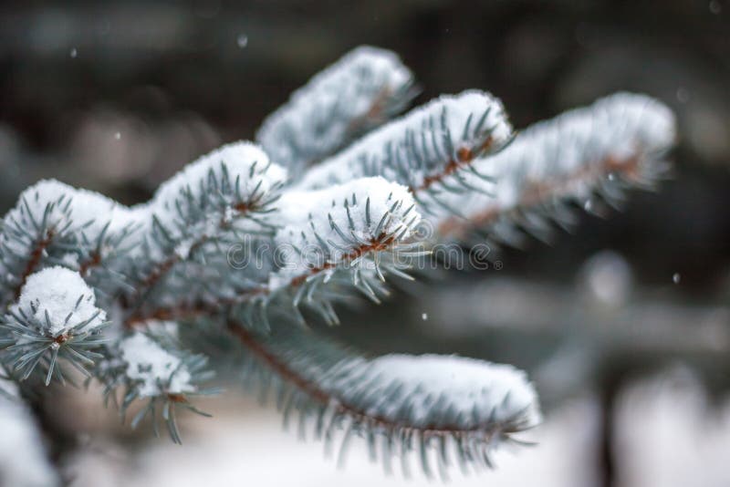 Snow Covered Pine Tree Branches Close Up Stock Image - Image of park ...