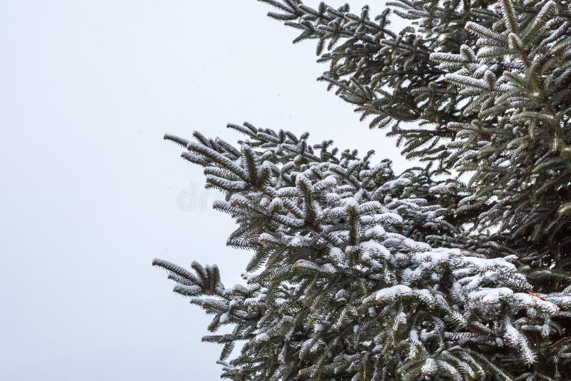 Snow Covered Pine Tree Branches Close Up Stock Image - Image of park ...