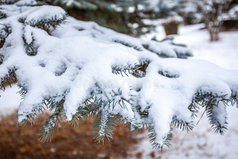 Snow Covered Pine Tree Branches Close Up Stock Image - Image of farm ...