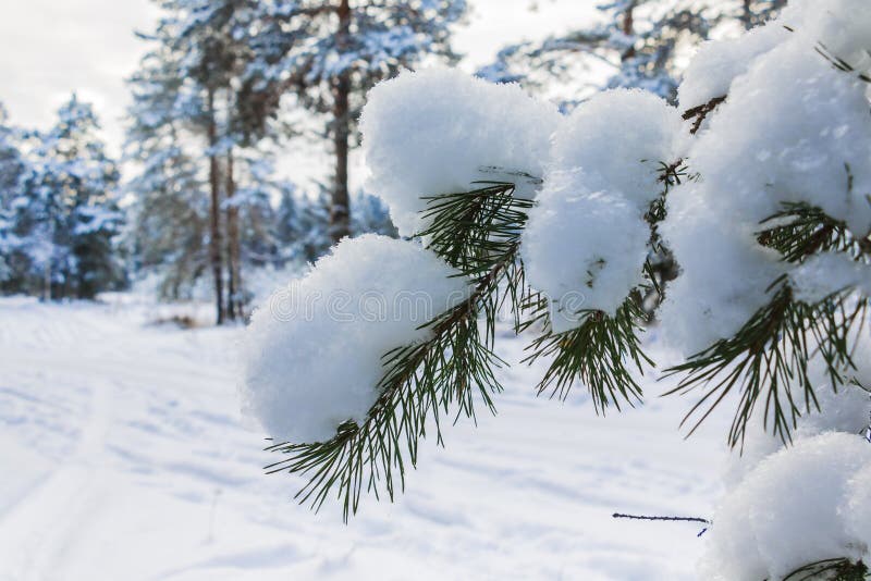 Snow Covered Pine Tree Branches Close Up Stock Image - Image of pine ...