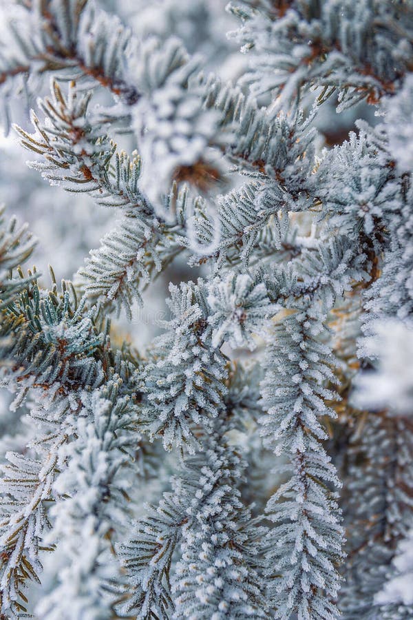 Snow Covered Pine Tree Branches Stock Photo - Image of snowy, natural ...