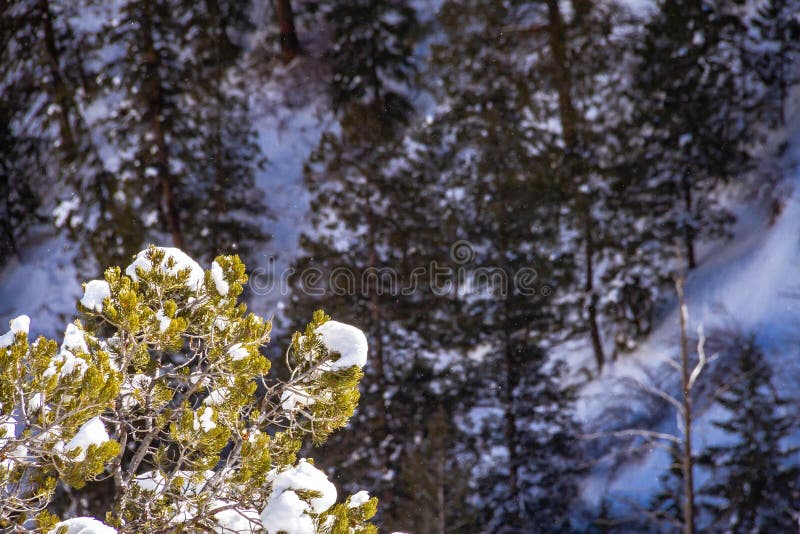 Snow Covered Evergreens stock image. Image of covered - 4244153