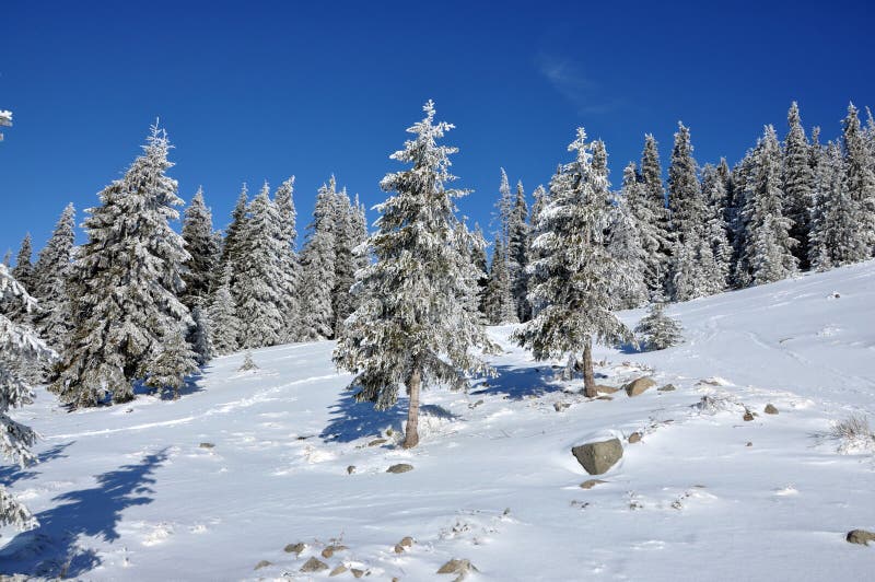 Snow Covered Pine Tree Forest Stock Photo - Image of holiday, cold ...