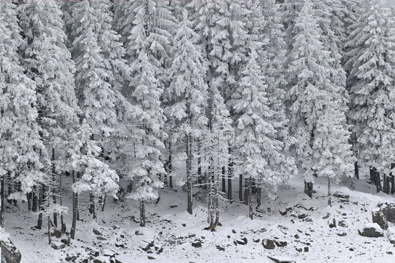 Snow Covered Pine Tree Forest in Nature after Snow Storm Stock Image ...
