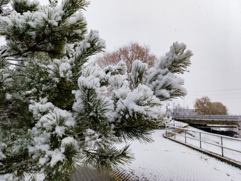 A Snow Covered Pine Tree in Front of a Bridge Stock Image - Image of ...