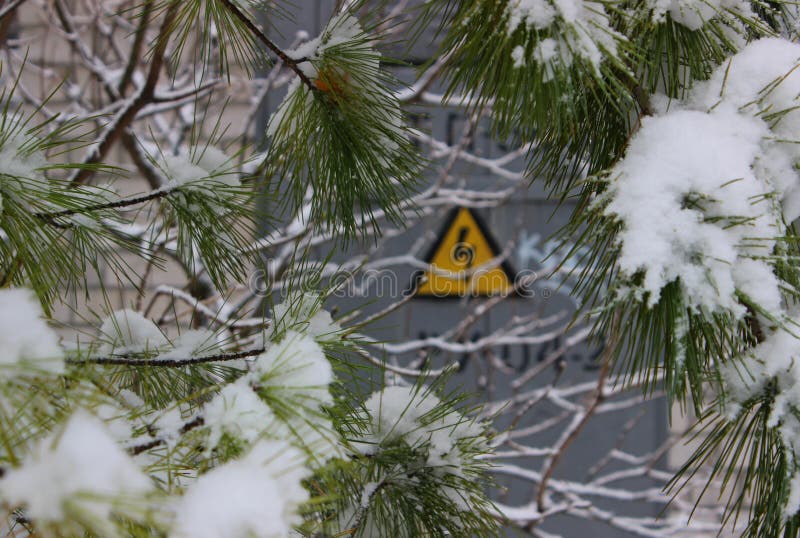 A Triangular High Power Sign is Visible through Snow Cap on Pine Tree ...