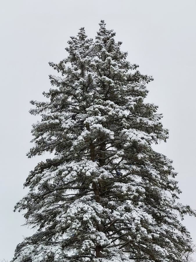 Snow Covered Pine Tree with Gray Skies Stock Photo - Image of gray ...