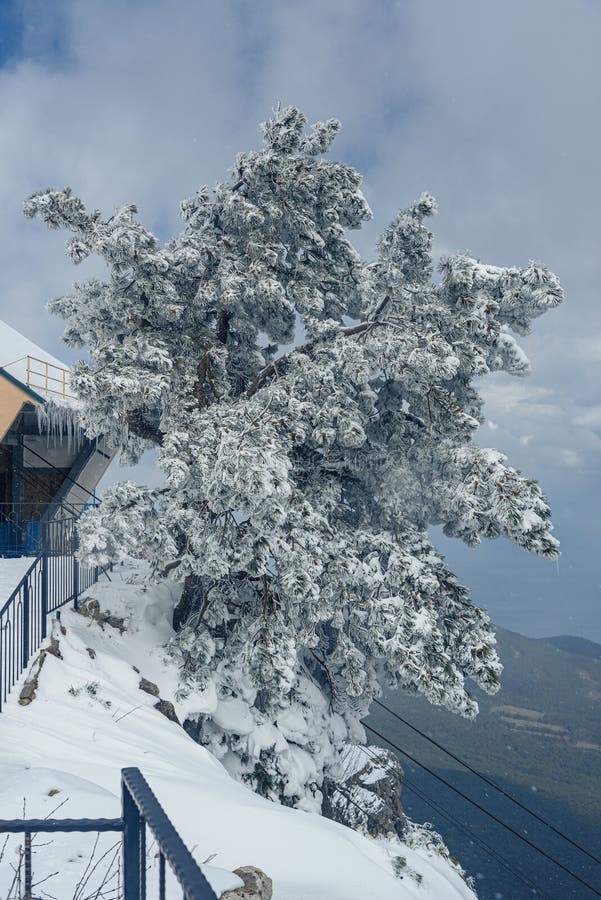 Snow Covered Pine Tree on Mountain Ai-Petri after Blizzard. Crimea ...