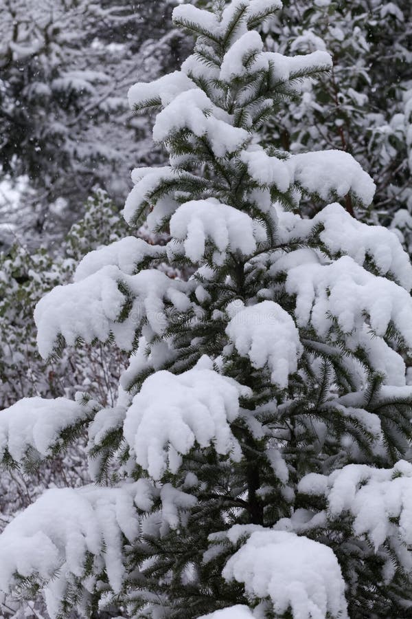 Snow covered pine tree stock photo. Image of tree, landscape - 114092754