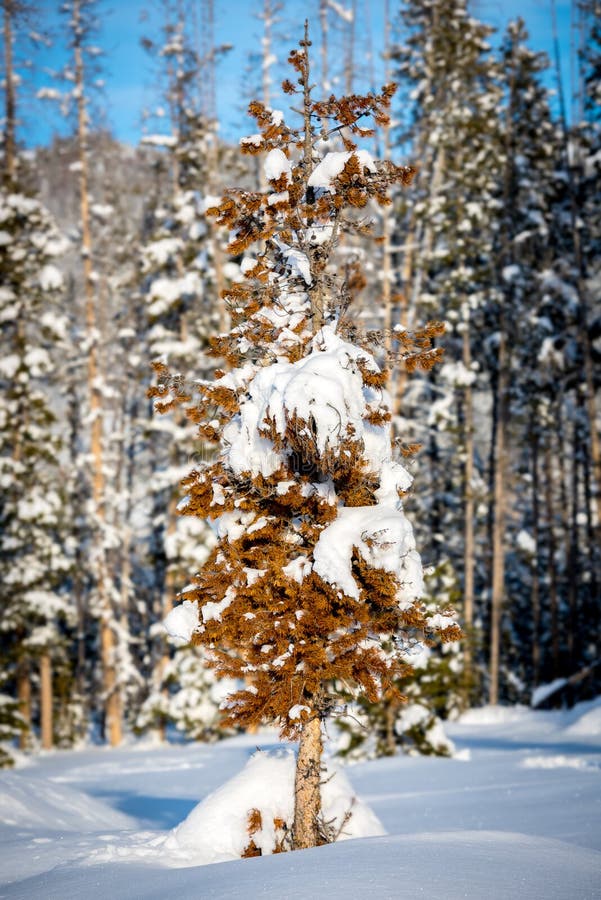 Red Pine Needled Dead Pine Tree in Winter with Snow on the Ground Stock ...