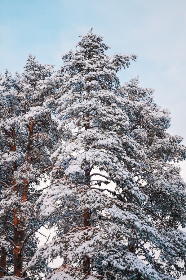Snow Covered Pine Tree Rising in the Air Stock Image - Image of tree ...