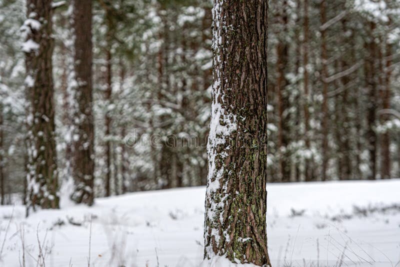 Snow Covered Pine Tree Trunks in Pine Forest Stock Photo - Image of ...