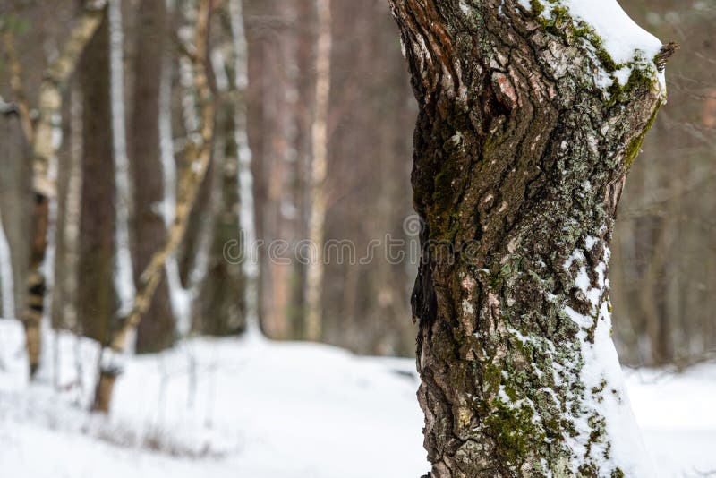 Snow Covered Pine Tree Trunks in Pine Forest Stock Photo - Image of ...