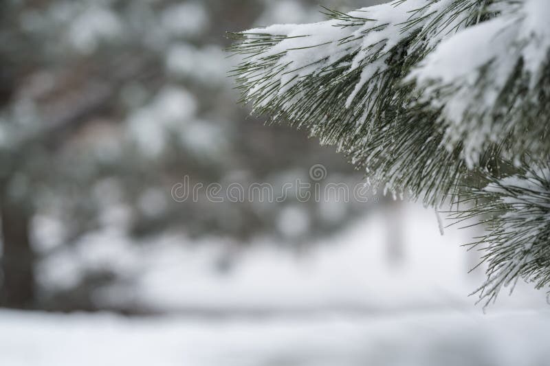 Snow Covered Pine Tree in Winter Season Closeup Stock Photo - Image of ...