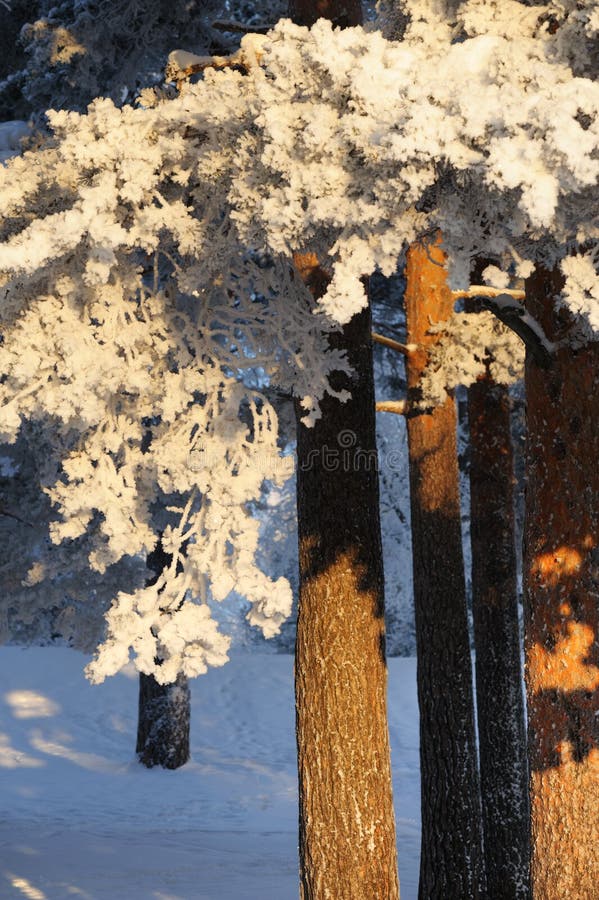 Snow Covered Pine Trees in a Cold Winter Day Stock Photo - Image of ...