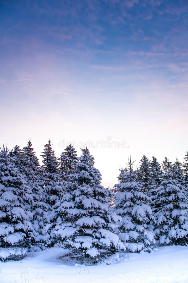 Snow Covered Pine Trees after a December Snow Storm, Vertical Stock ...