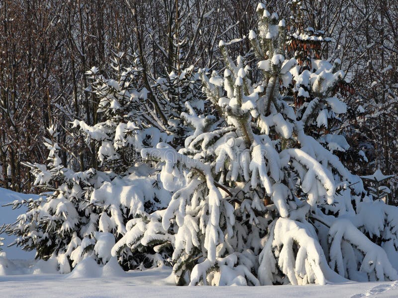 Snow-covered Pine Trees on the Edge of the Forest. Winter Stock Image ...