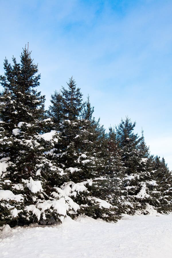 Snow Covered Pine Trees in February Vertical Stock Image - Image of ...