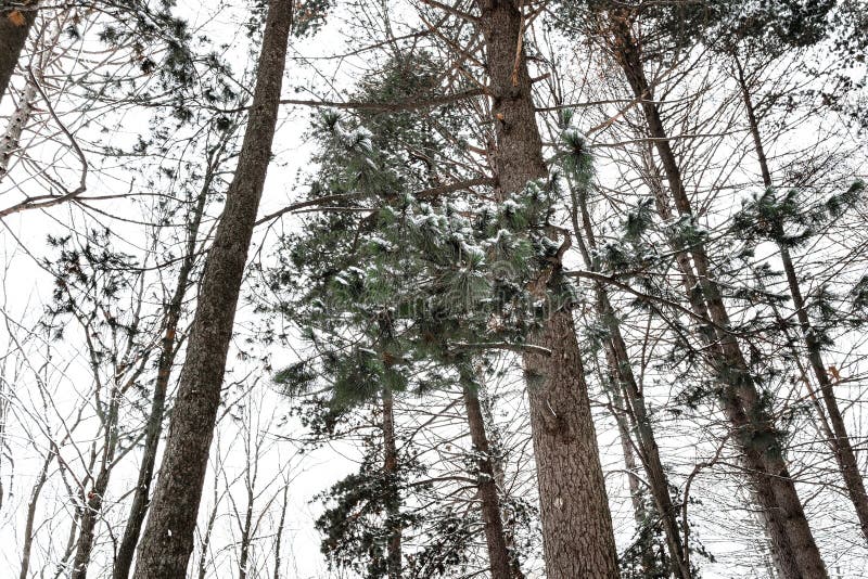 Snow-covered Pine Trees in Forest in Winter Stock Photo - Image of ...