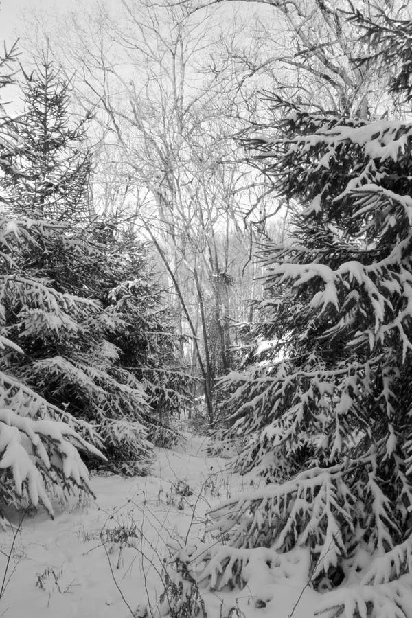 Snow Covered Pine Trees with Path Stock Image - Image of covering, snow ...