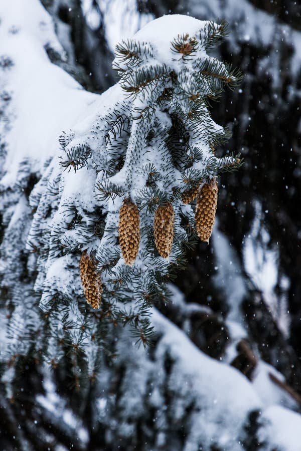 Snow covered pine tree stock image. Image of evergreen - 240484815