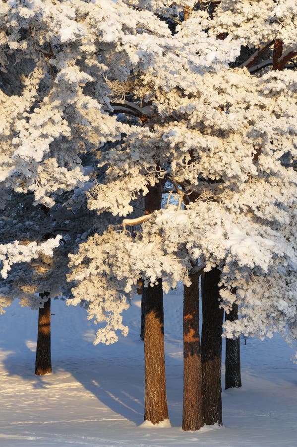 Snow Covered Pine Trees in a Cold Winter Day Stock Image - Image of ...
