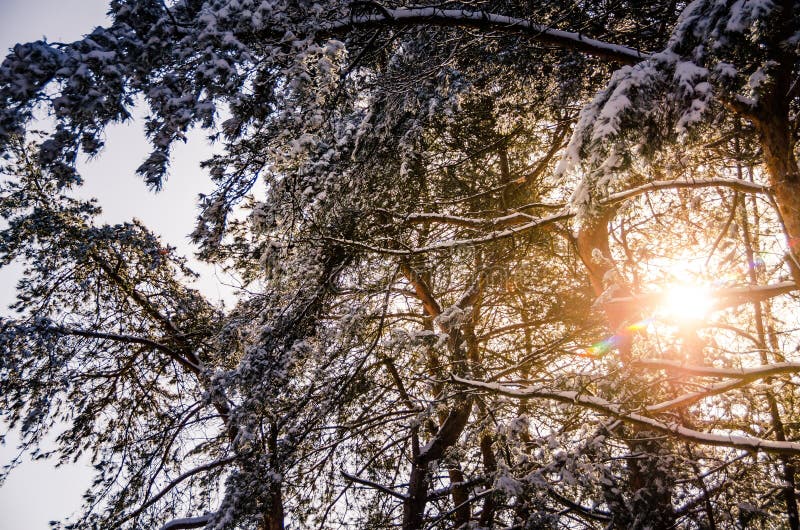 Snow Covered Pine Trees with Sun Shining through. Winter 2021 Stock ...
