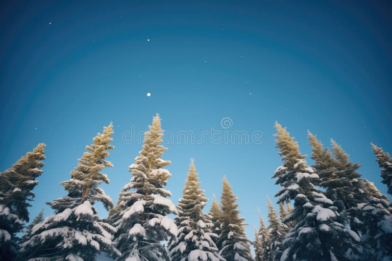 Snow-covered Pine Trees Under Moonlight Stock Image - Image of night ...